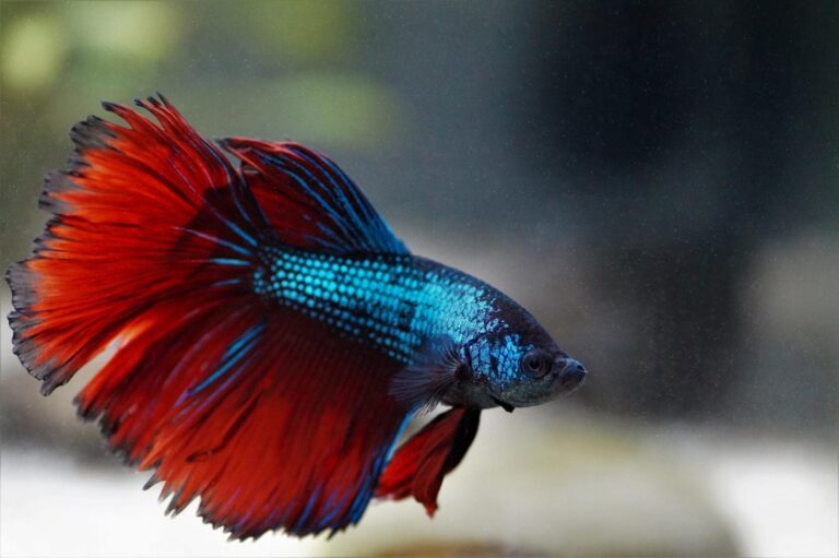 9 Common Betta Fish Myths & Misconceptions Most People Think Are True ...